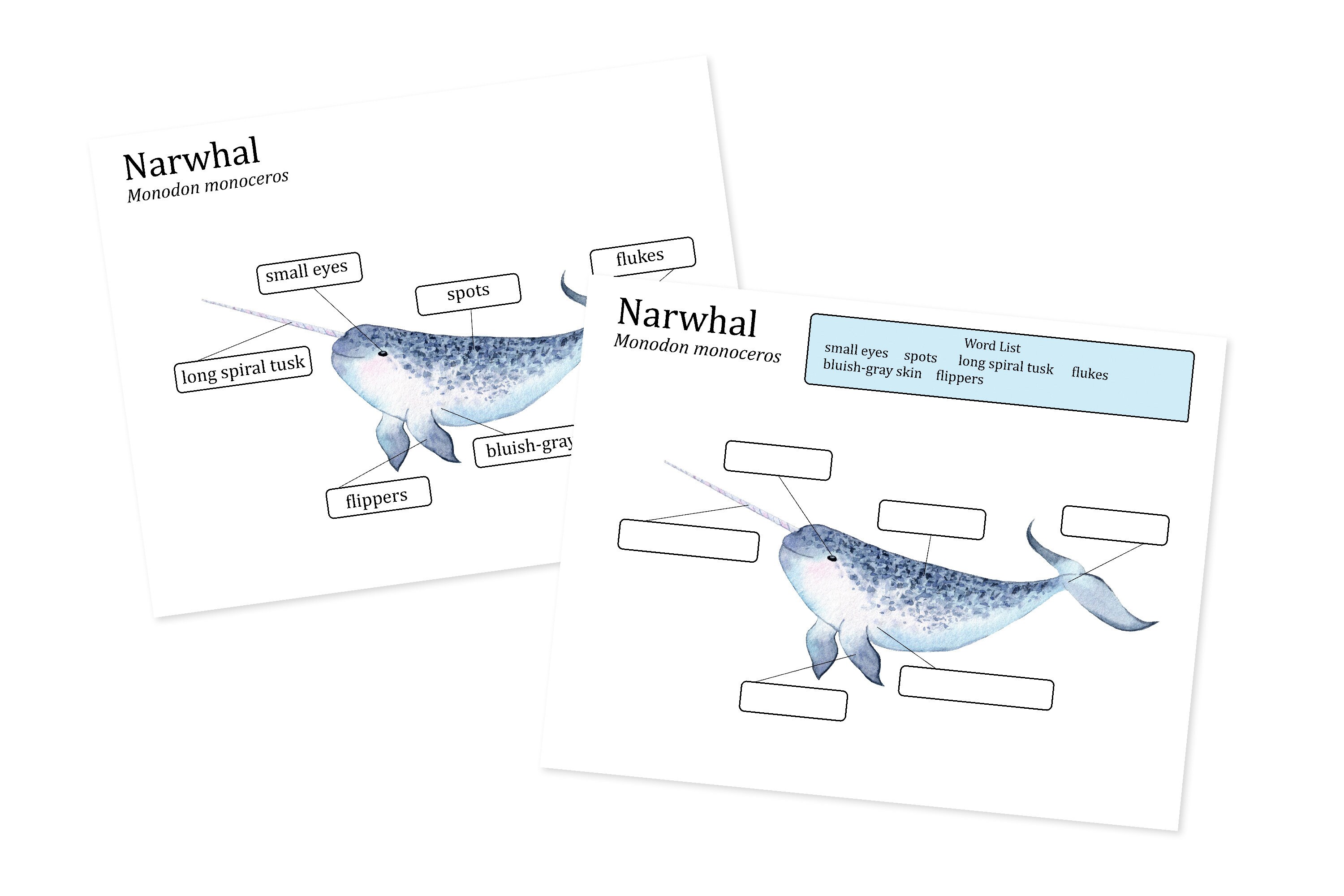 Narwhal Anatomy Worksheets, Homeschool Marine Biology Printables ...