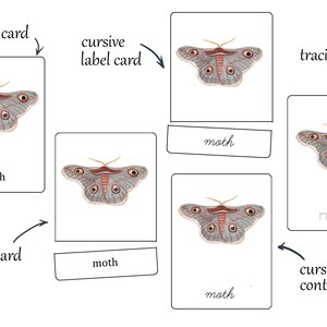 Insects Identification Montessori 3 Part Cards, Beetles and Bugs ...