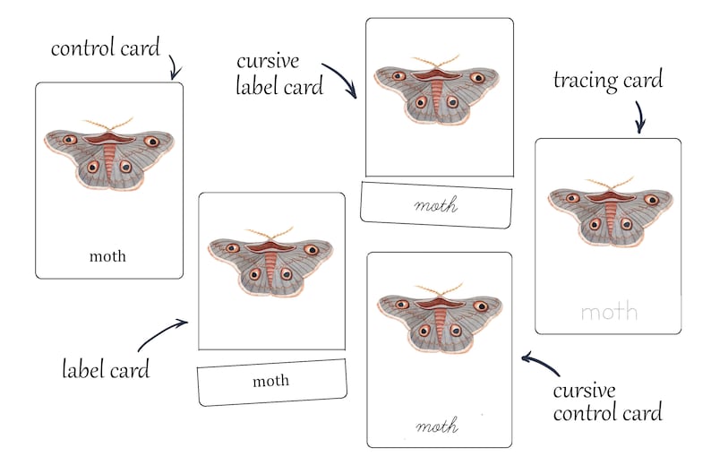 Insects Identification Montessori 3 Part Cards, Beetles and Bugs ...