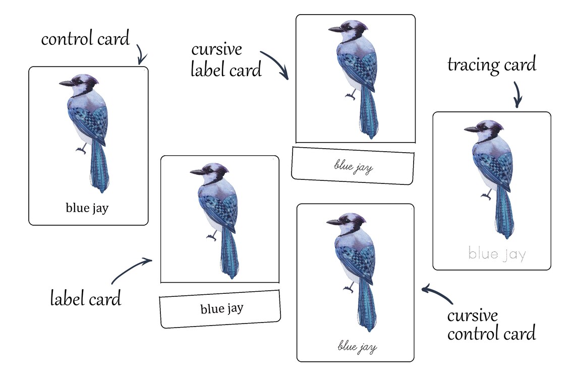 Winter Birds Identification Montessori 3 Part Cards, Preschool Flash ...