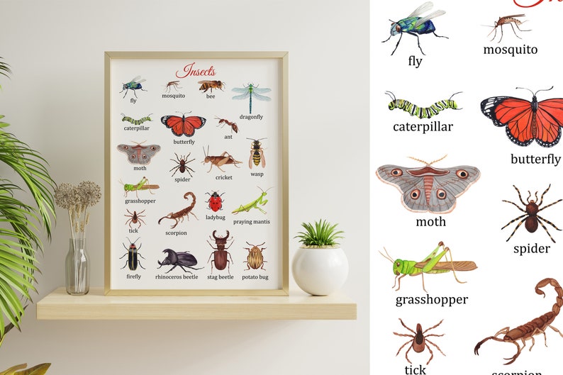 Insects Montessori Poster, Educational Poster, Types of Bugs and ...