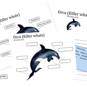 Orca Killer Whale Anatomy Poster, Homeschool Marine Biology Learning ...