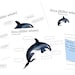 Orca Killer Whale Anatomy Poster, Homeschool Marine Biology Learning ...