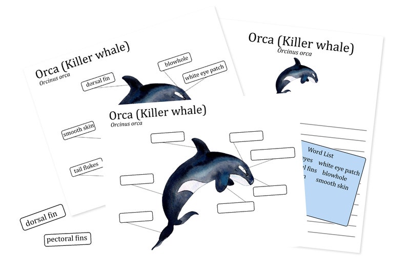 Orca Killer Whale Anatomy Poster, Homeschool Marine Biology Learning ...
