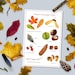 Fall Leaves Identification Montessori 3 Part Cards, Preschool Flash ...