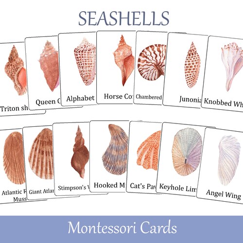 Seashells Flash Cards. Montessori Three Part Cards. - Etsy