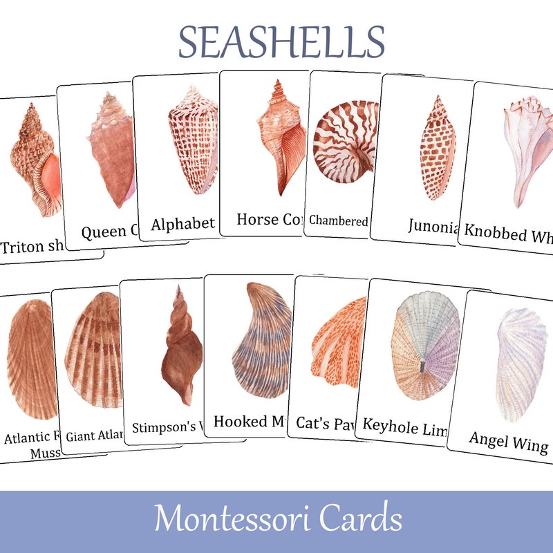 Seashells - Etsy