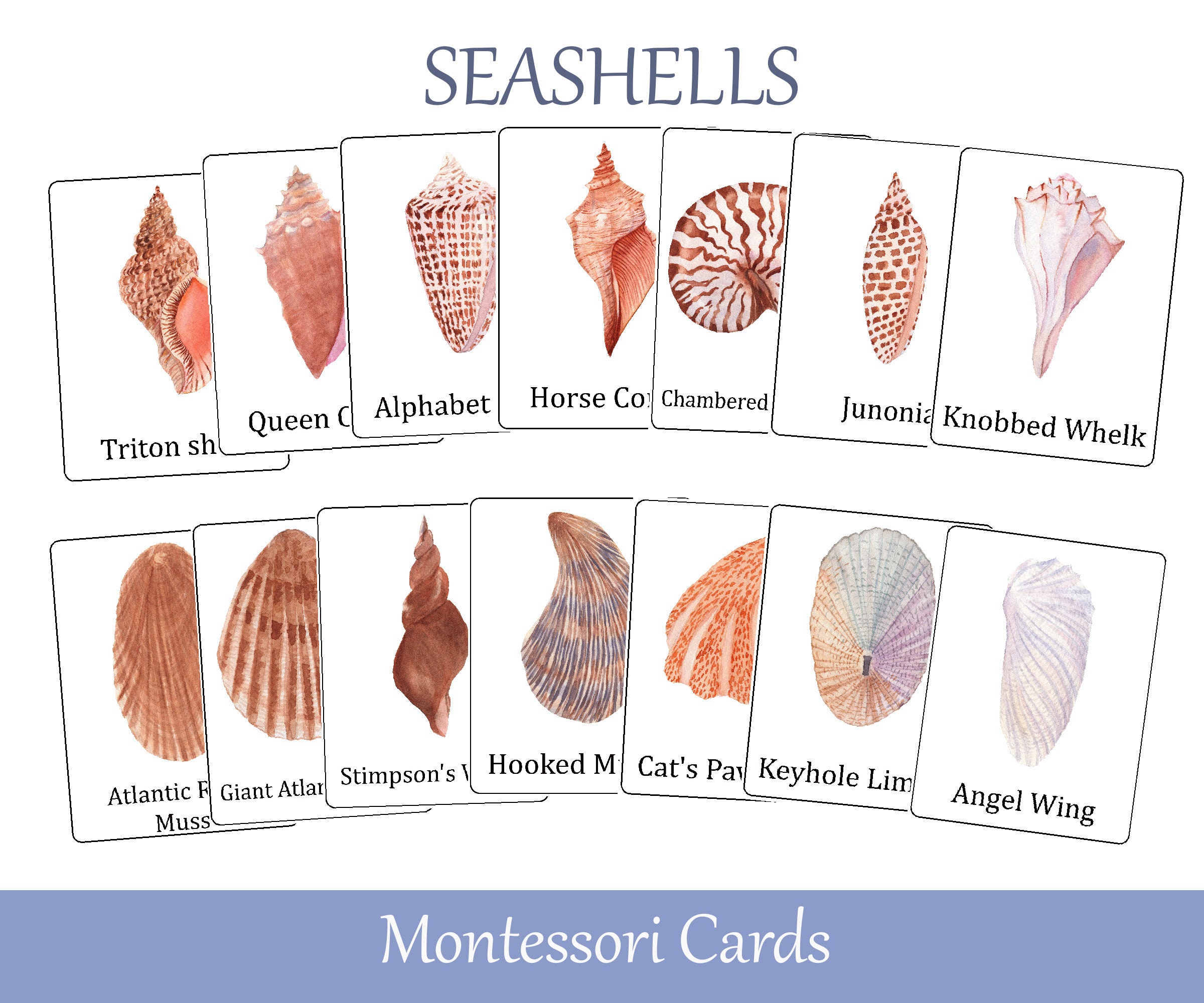 Seashells Flash Cards. Montessori three part cards. | Etsy