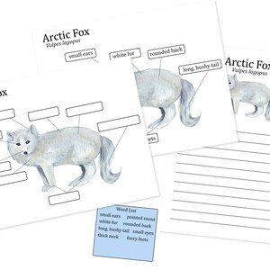 Arctic Fox Anatomy Poster, Homeschool Biology Learning Worksheets ...