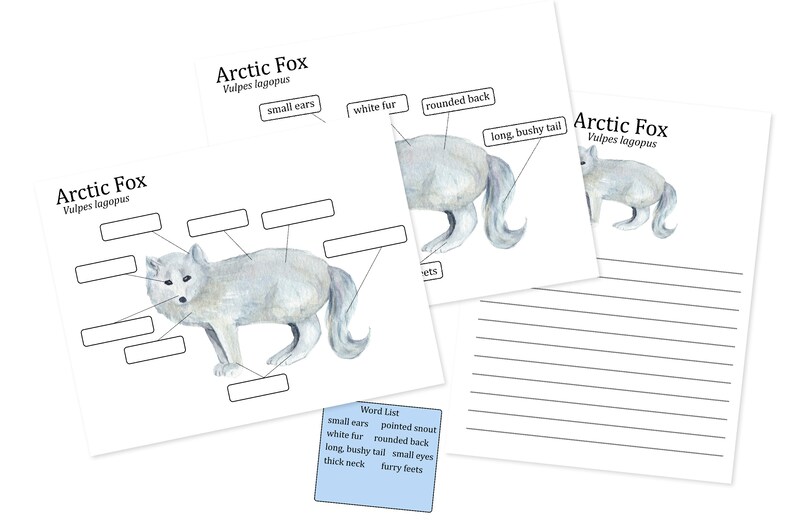 Arctic Fox Anatomy Poster, Homeschool Biology Learning Worksheets ...