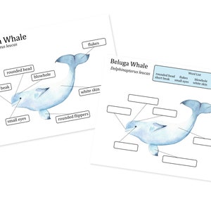 Beluga Whale Anatomy Poster, Homeschool Marine Biology Learning ...