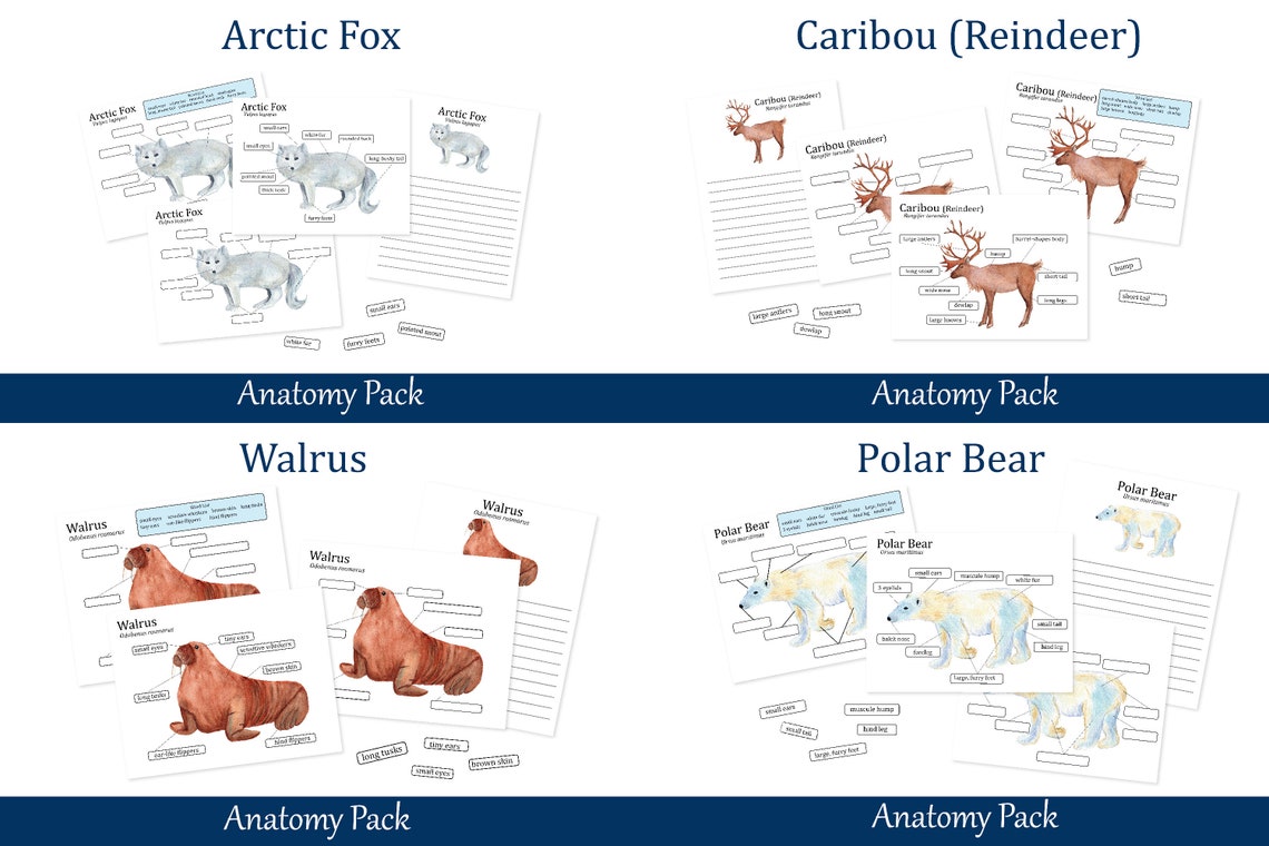Arctic Animals Anatomy Learning Pack, Biology Worksheets, Polar Bear ...