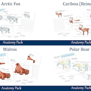 Arctic Animals Anatomy Learning Pack, Biology Worksheets, Polar Bear ...
