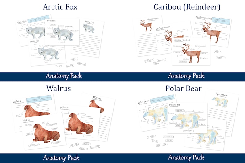 Arctic Animals Anatomy Learning Pack, Biology Worksheets, Polar Bear ...