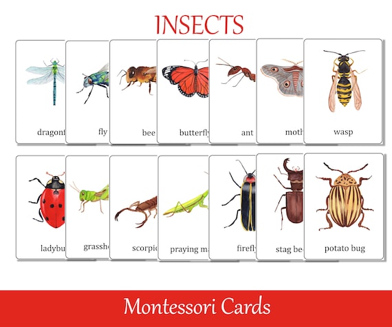 Cuadro De Identificación De Insectos
