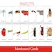 Insects Identification Montessori 3 Part Cards, Beetles and Bugs ...