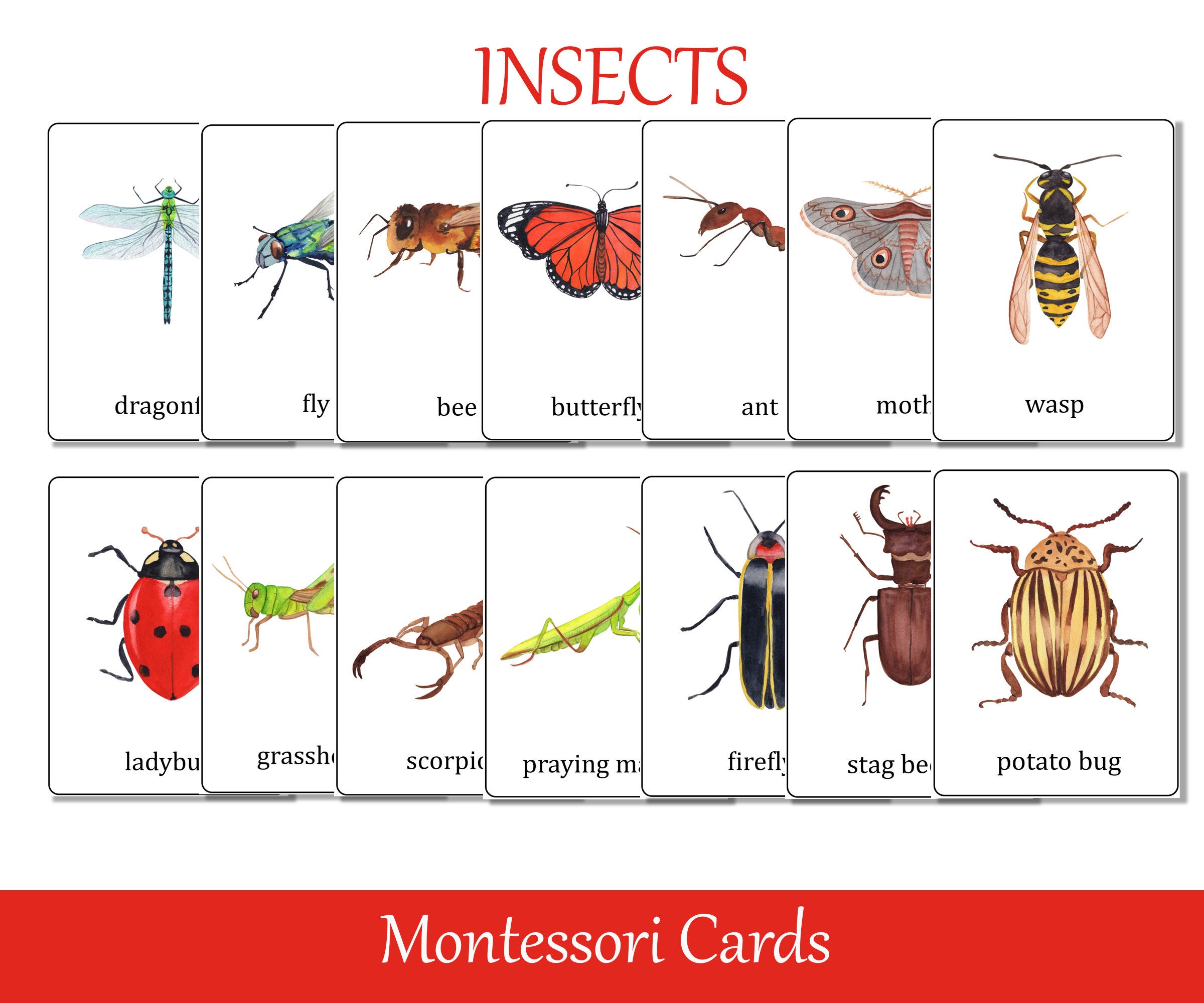 Insects Pictures With Names For Kids