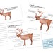 Caribou Reindeer Anatomy Worksheets, Homeschool Printables, Nature ...