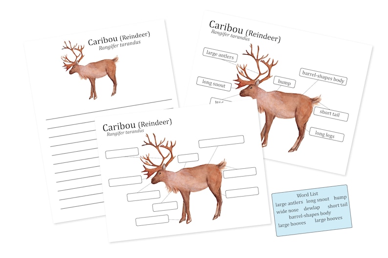 Caribou Reindeer Anatomy Worksheets, Homeschool Printables, Nature ...