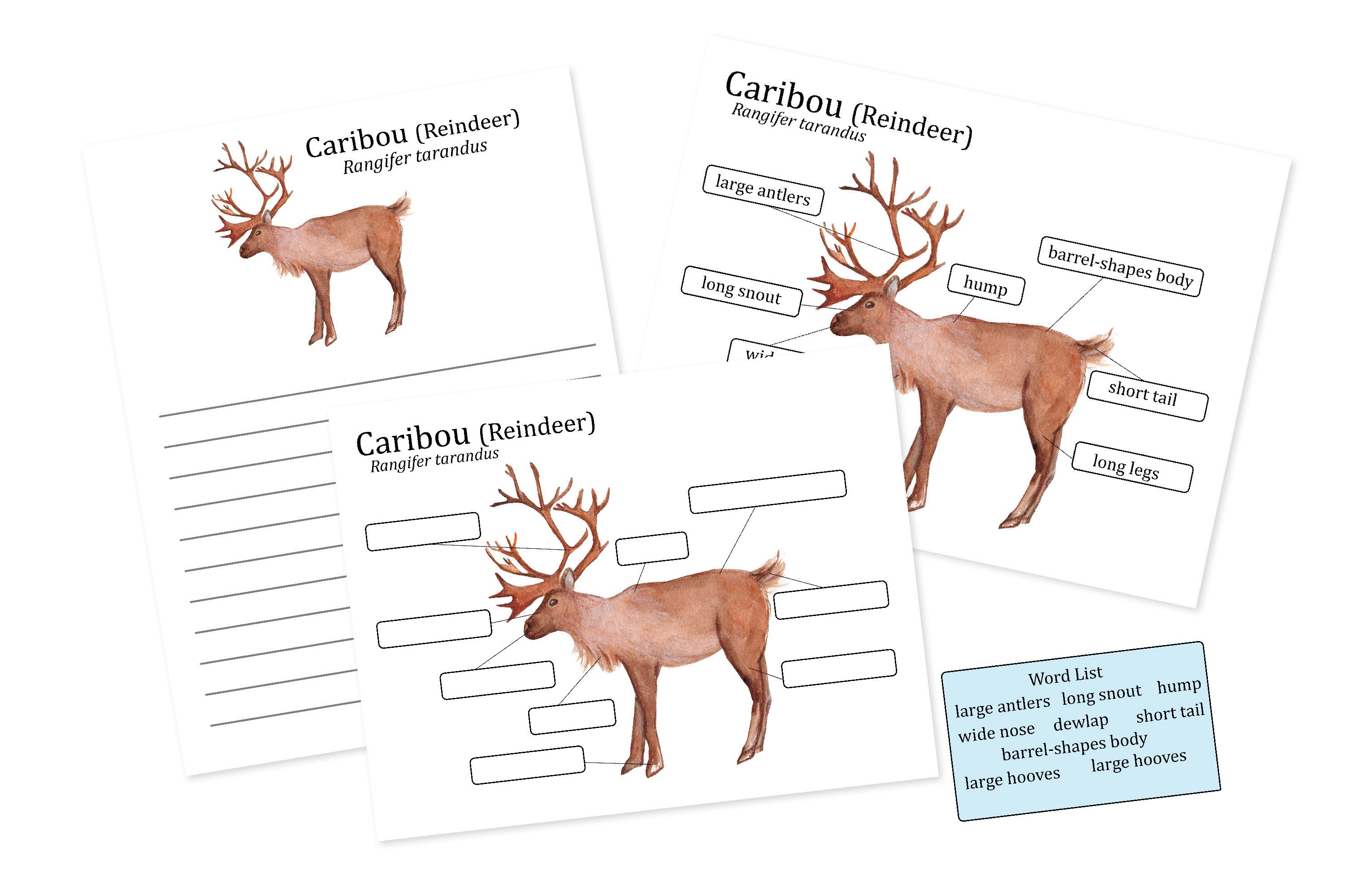Caribou Reindeer Anatomy Worksheets, Homeschool Printables, Nature ...