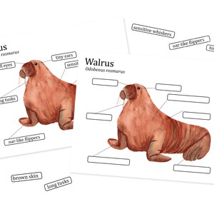 Walrus Anatomy Worksheets, Homeschool Biology Learning, Nature Study ...