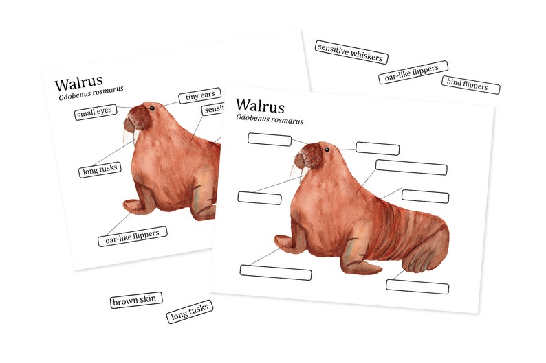Walrus Anatomy Worksheets, Homeschool Biology Learning, Nature Study ...