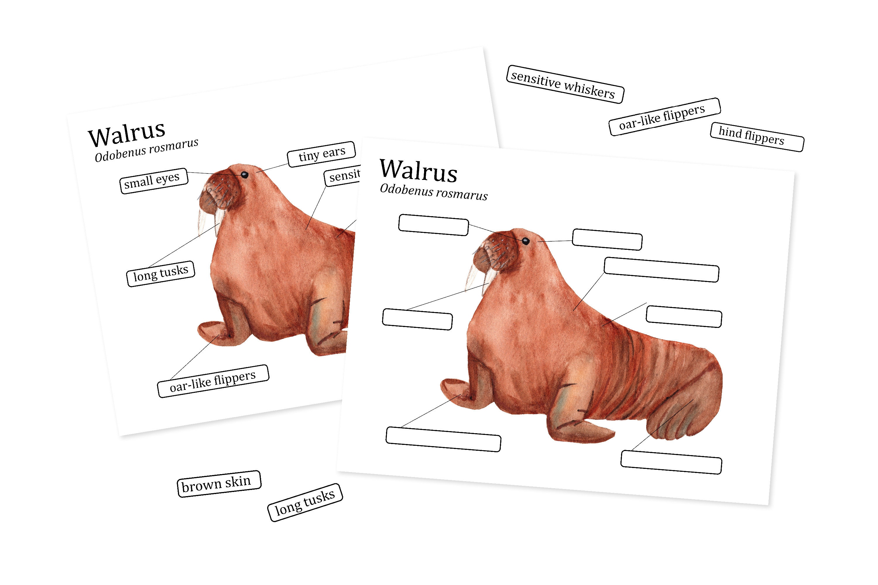Walrus Anatomy Worksheets, Homeschool Biology Learning, Nature Study ...