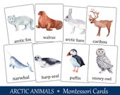 Arctic Animals Flash Cards. Montessori Three Part Cards. - Etsy