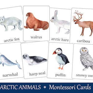 Arctic Animals Flash Cards. Montessori Three Part Cards. Nomenclature ...