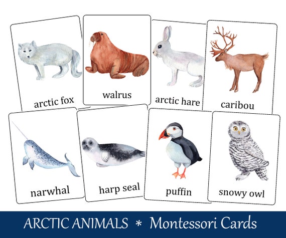 Arctic Animals Flash Cards. Montessori Three Part Cards. | Etsy