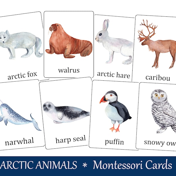 Arctic Animal Flash Cards - Etsy