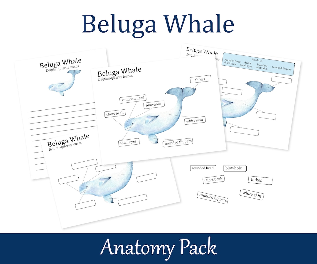 Beluga Whale Anatomy Poster, Homeschool Marine Biology Learning ...