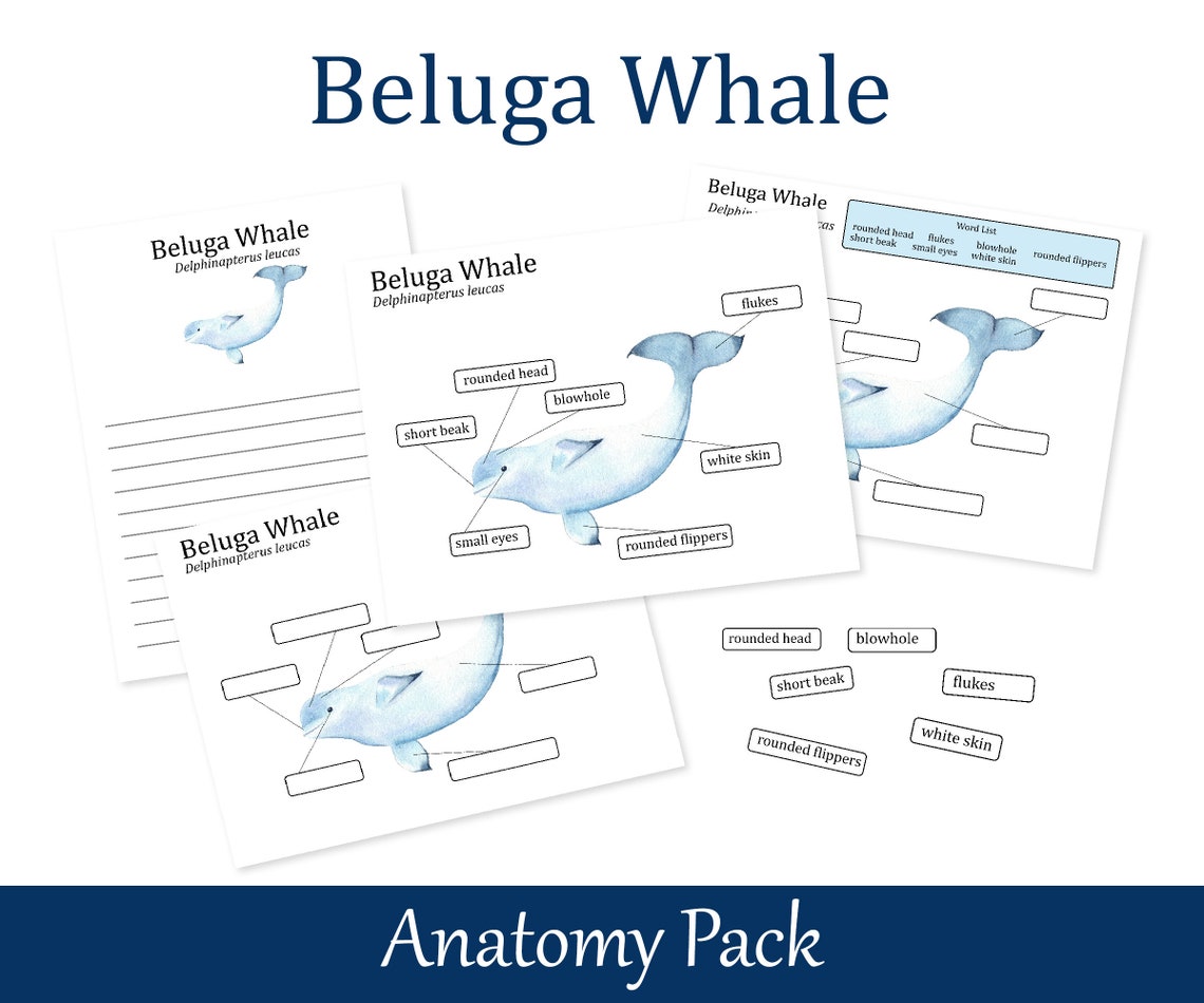 Beluga Whale Anatomy Poster, Homeschool Marine Biology Learning ...
