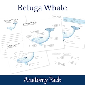 Beluga Whale Anatomy Poster, Homeschool Marine Biology Learning ...