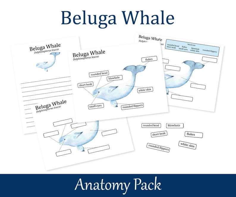 Beluga Whale Anatomy Poster, Homeschool Marine Biology Learning ...