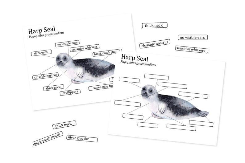 Harp Seal Anatomy Worksheets, Homeschool Printables, Nature Study ...