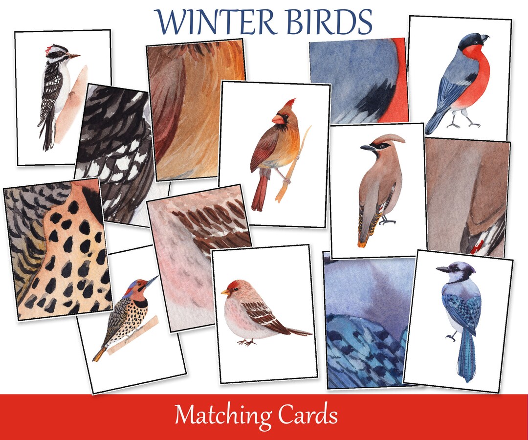 Winter Birds Matching Cards, Birds Skin Plumage Flashcards, Toddler ...