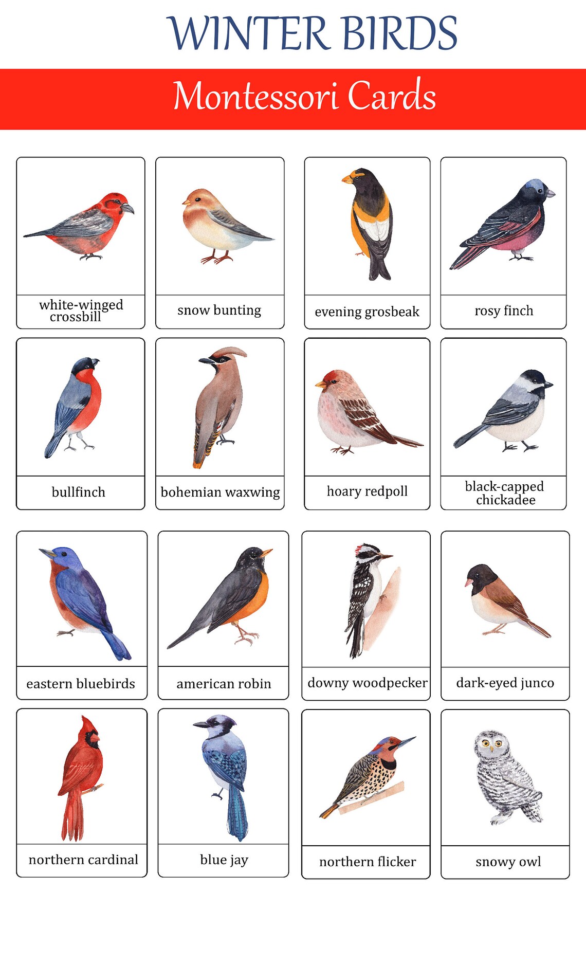 Winter Birds Identification Montessori 3 Part Cards, Preschool Flash ...