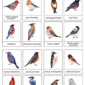 Winter Birds Identification Montessori 3 Part Cards, Preschool Flash ...