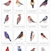 Winter Birds Identification Montessori 3 Part Cards, Preschool Flash ...