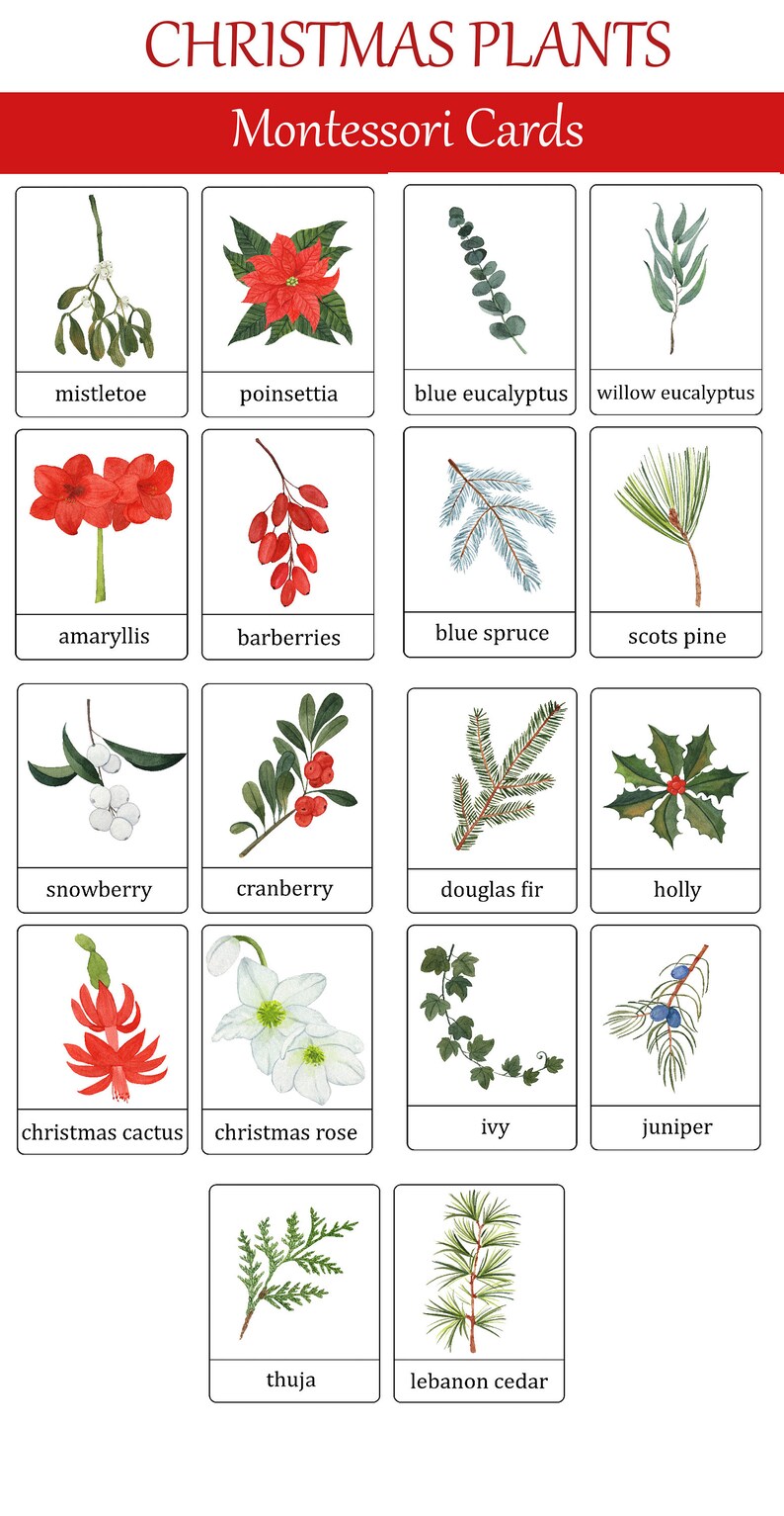 Christmas Plants Identification Montessori 3 Part Cards, Winter Flowers ...