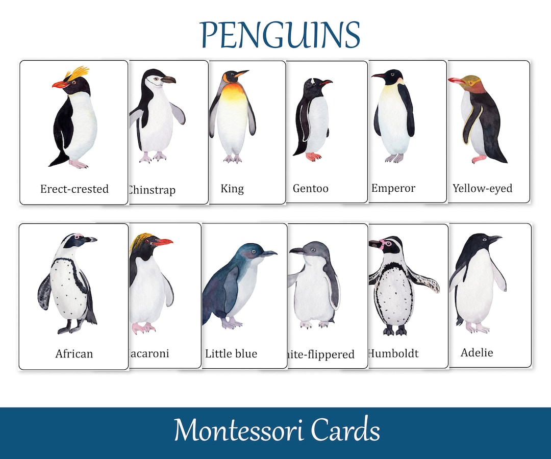 Penguins Species Identification Montessori 3 Part Cards, Preschool ...