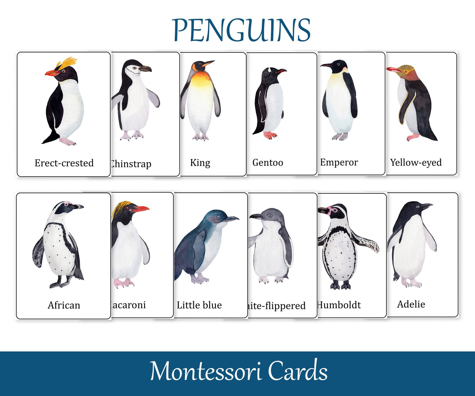 Penguins Species Identification Montessori 3 Part Cards, Preschool ...