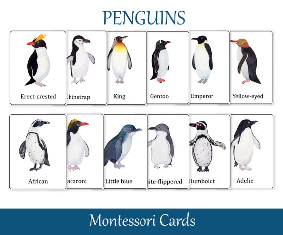 Penguins Species Identification Montessori 3 Part Cards | Etsy