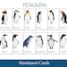 Penguins Species Identification Montessori 3 Part Cards, Preschool ...