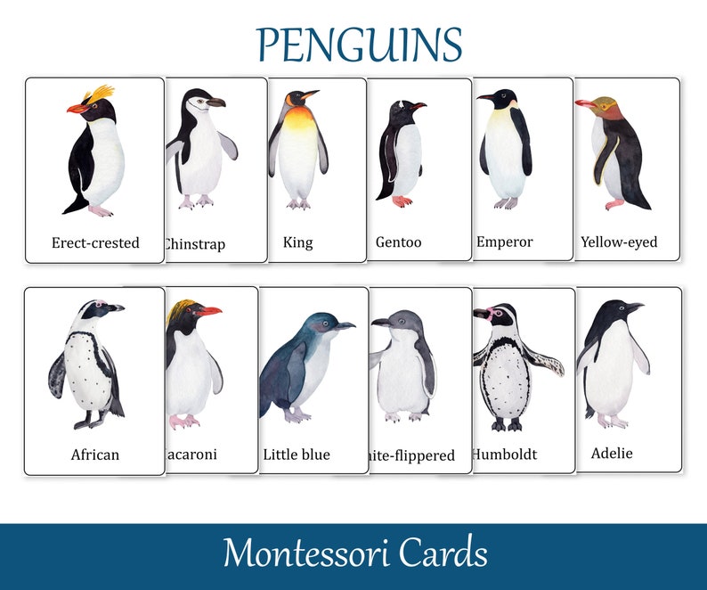 Penguins Species Identification Montessori 3 Part Cards, Preschool ...