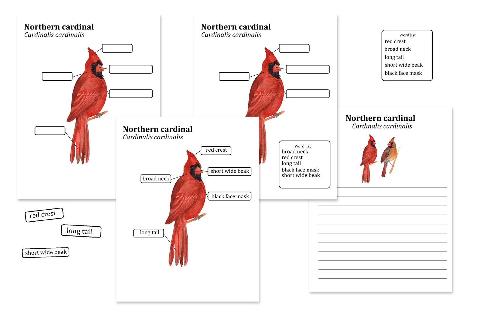 Northern Cardinal Anatomy Learning Pack, Biology Worksheets, Homeschool ...