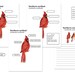 Northern Cardinal Anatomy Learning Pack, Biology Worksheets, Homeschool ...