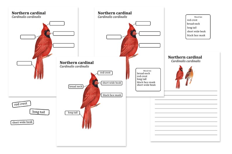 Northern Cardinal Anatomy Learning Pack, Biology Worksheets, Homeschool ...