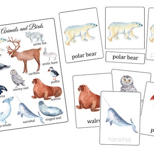 Arctic Animals Flash Cards. Montessori Three Part Cards. Nomenclature ...